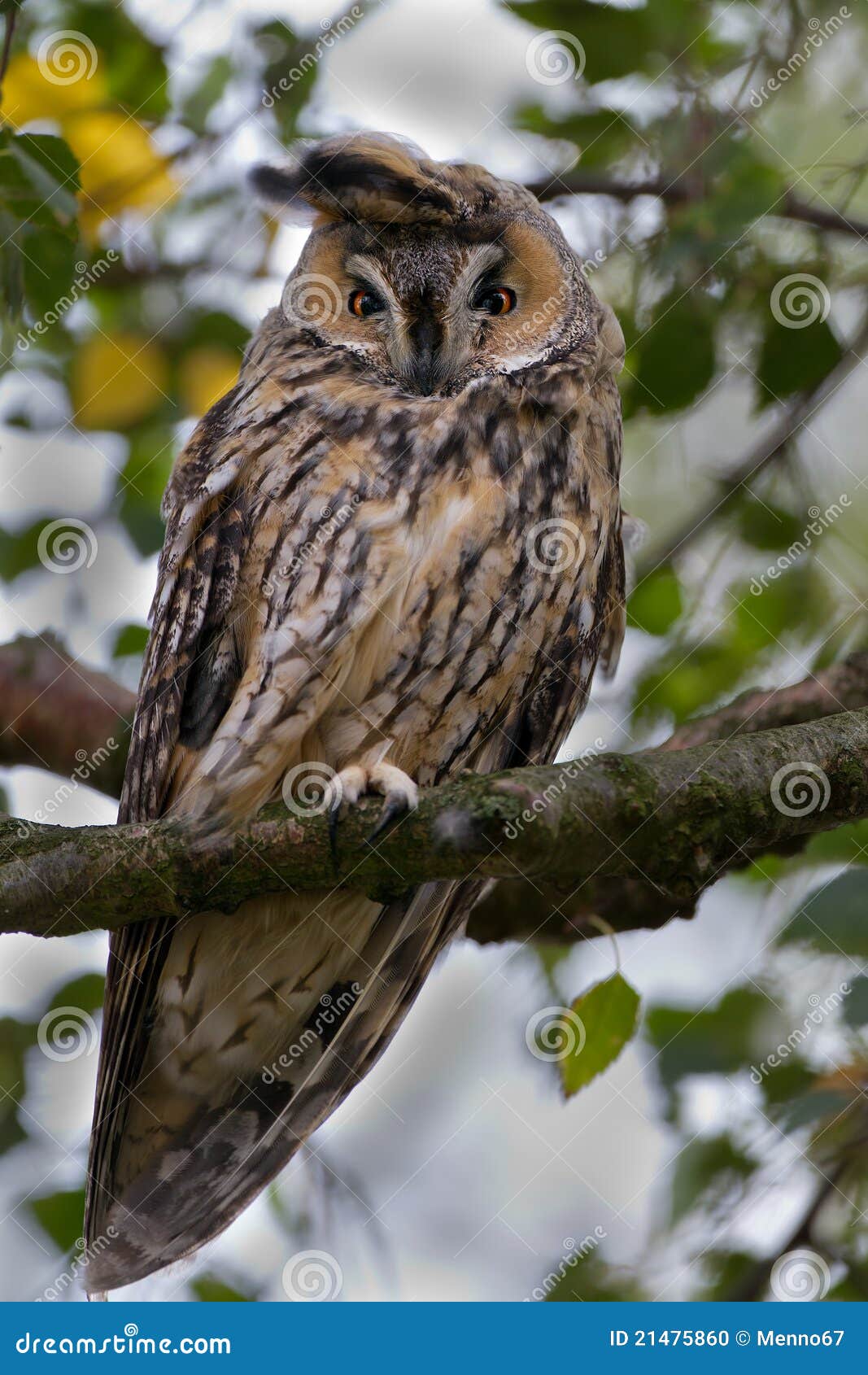 Long eared Owl in the wind stock photo. Image of vertical - 21475860