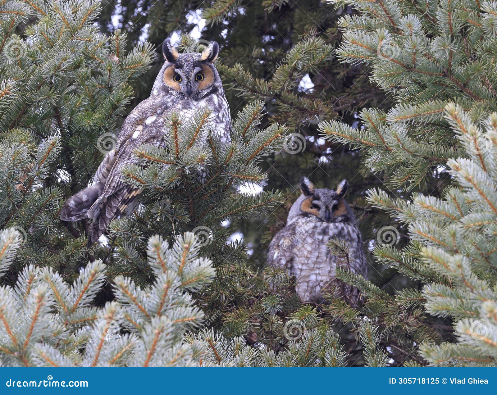 Long-eared Owls in a Fir Tree Surrounded by Branches in the Forest ...