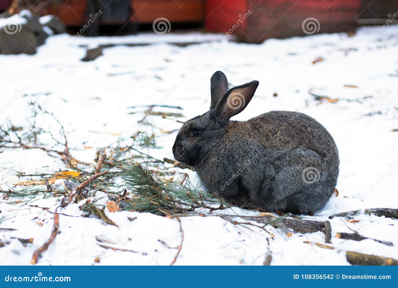 Long-eared Rabbit in the Altai Mountains Stock Photo - Image of white ...
