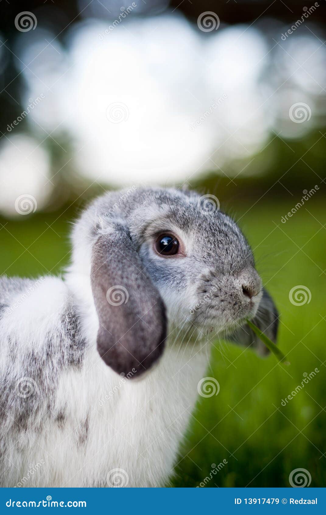 Long-eared rabbit portrait stock image. Image of ears - 13917479