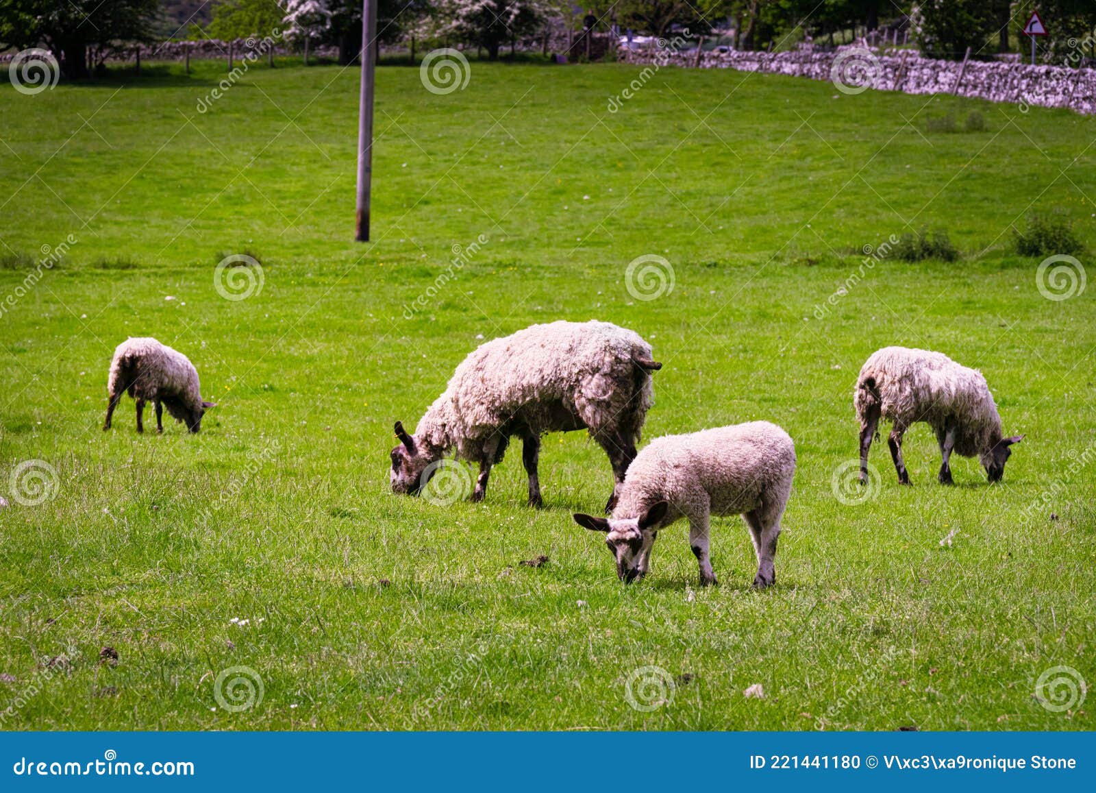 Long Eared Sheep in a Field, County Durham, England Stock Photo - Image ...