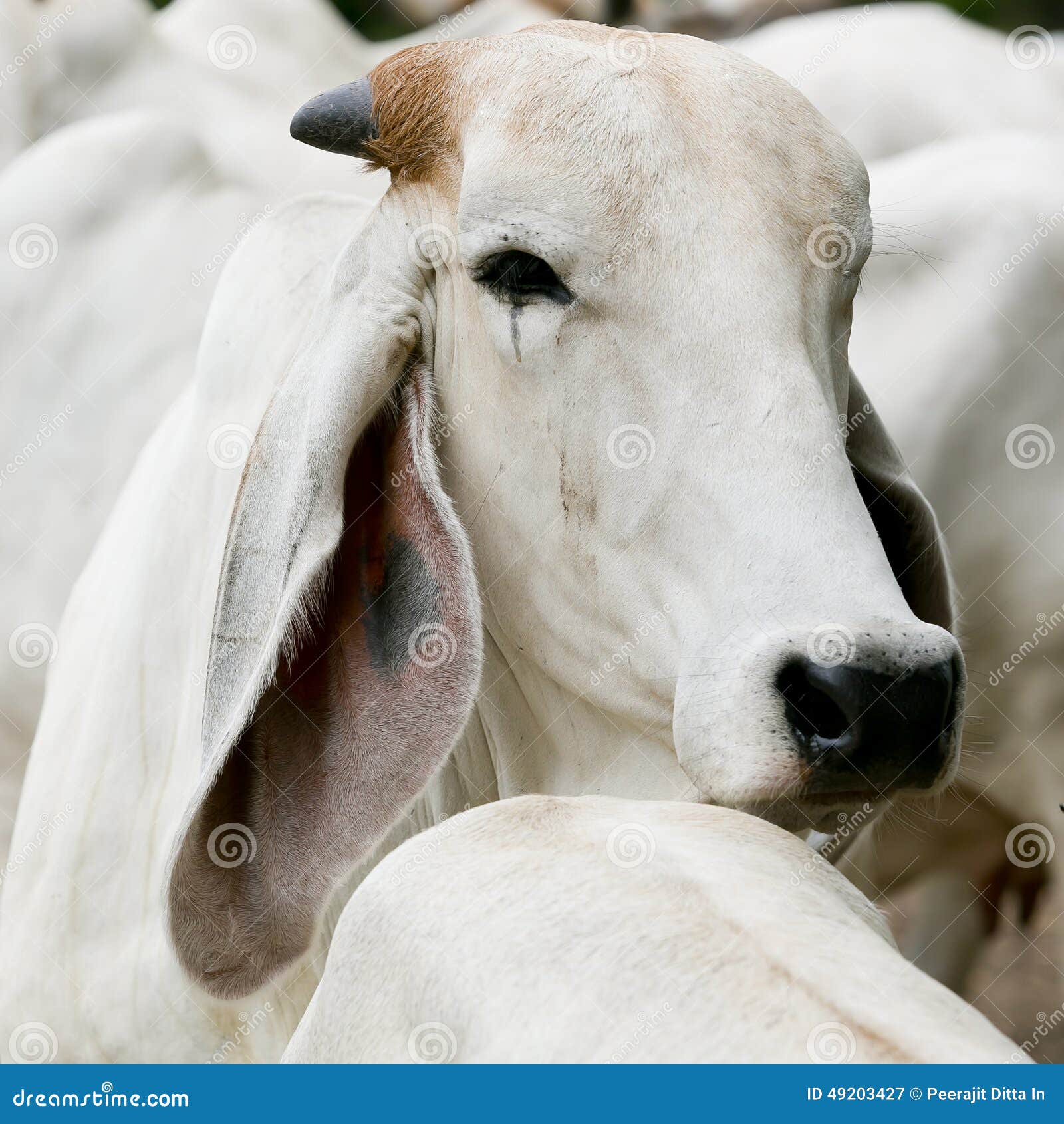 The Long Ears of Cattle Breeds Thailand on Field Stock Image - Image of ...