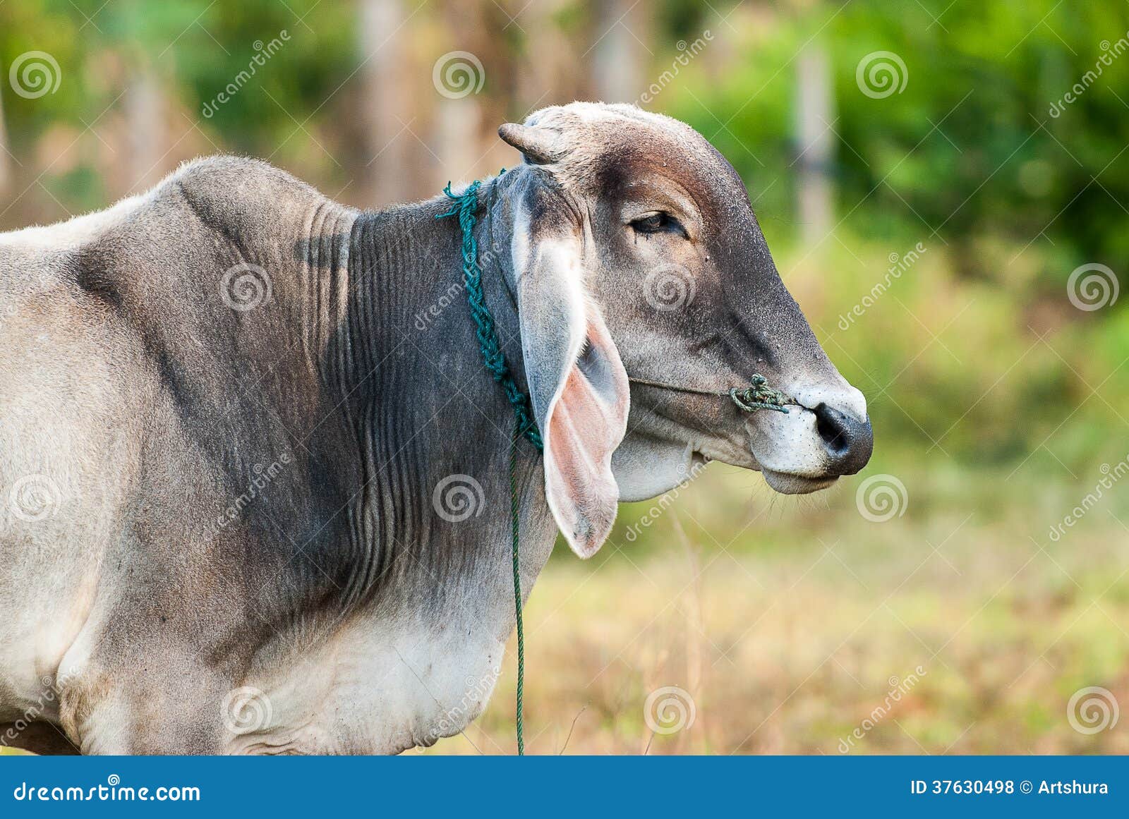 The Long Ears Cattle on Field Stock Photo - Image of black, grass: 37630498