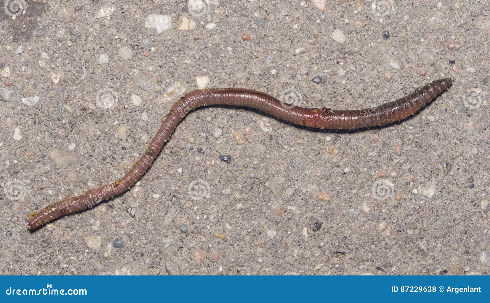 Long Earth Worm on Asphalt Road Macro, Selective Focus, Shallow DOF ...