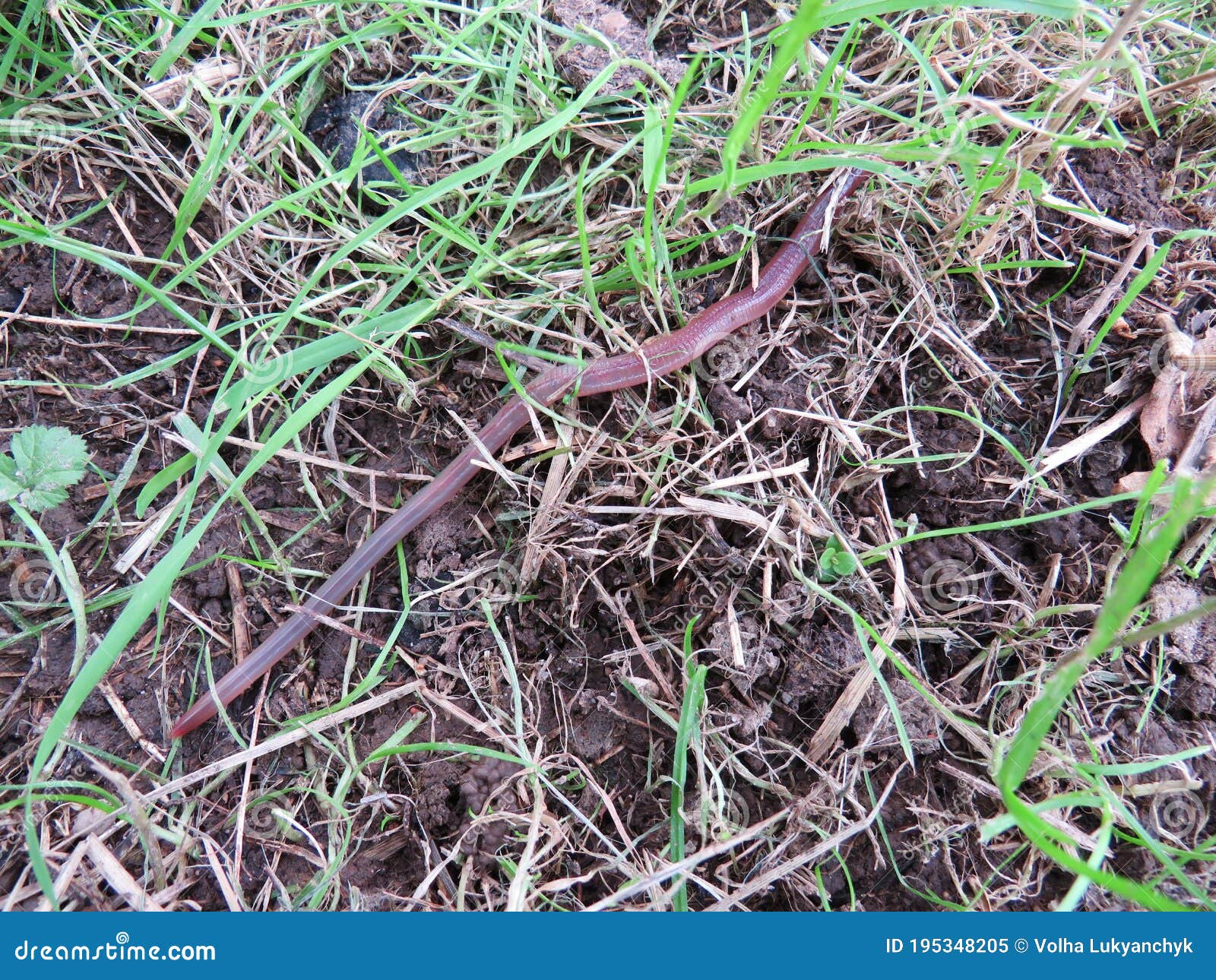 Earthworm Crawling in the Grass Stock Image - Image of outdoor, long ...