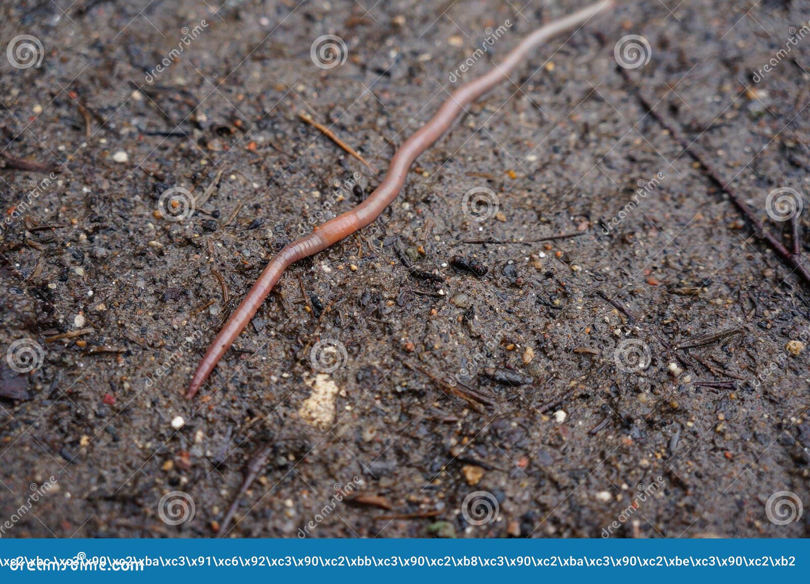 Earthworm stock photo. Image of worm, grass, earth, rain - 175224090