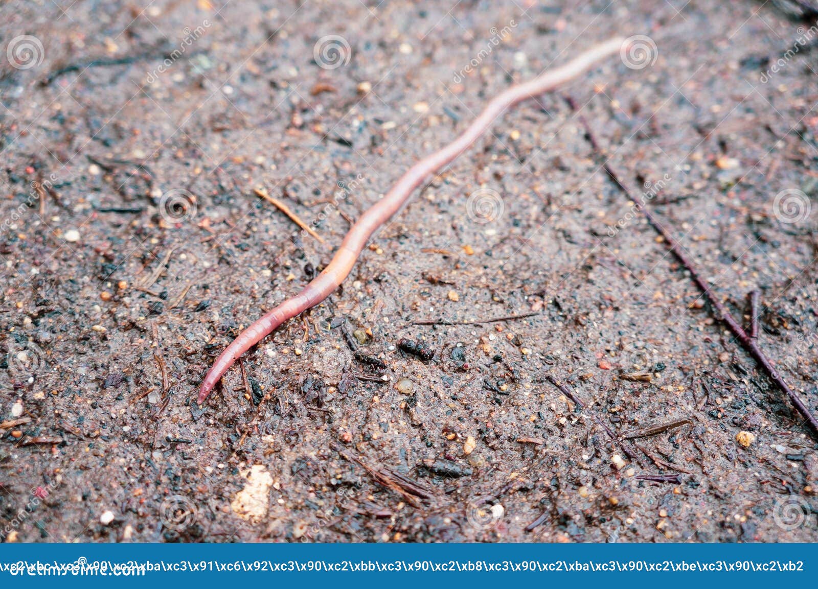 Earthworm stock photo. Image of wildlife, animal, nature - 175224958