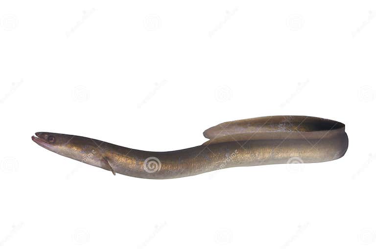 Long eel stock image. Image of freshwater, fish, reef - 19609785