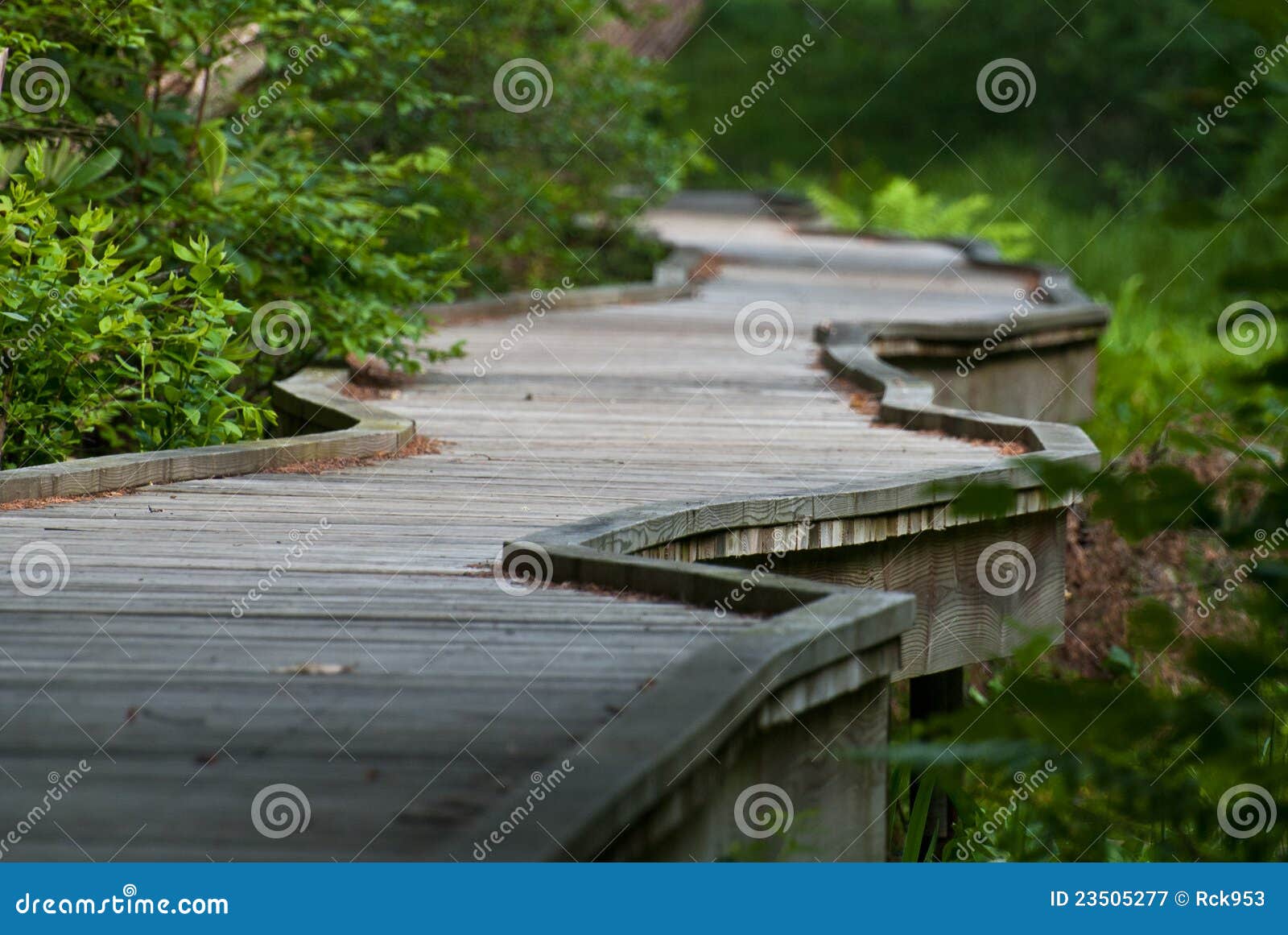 A Long Elevated Walkway in the Forest Stock Image - Image of woods ...