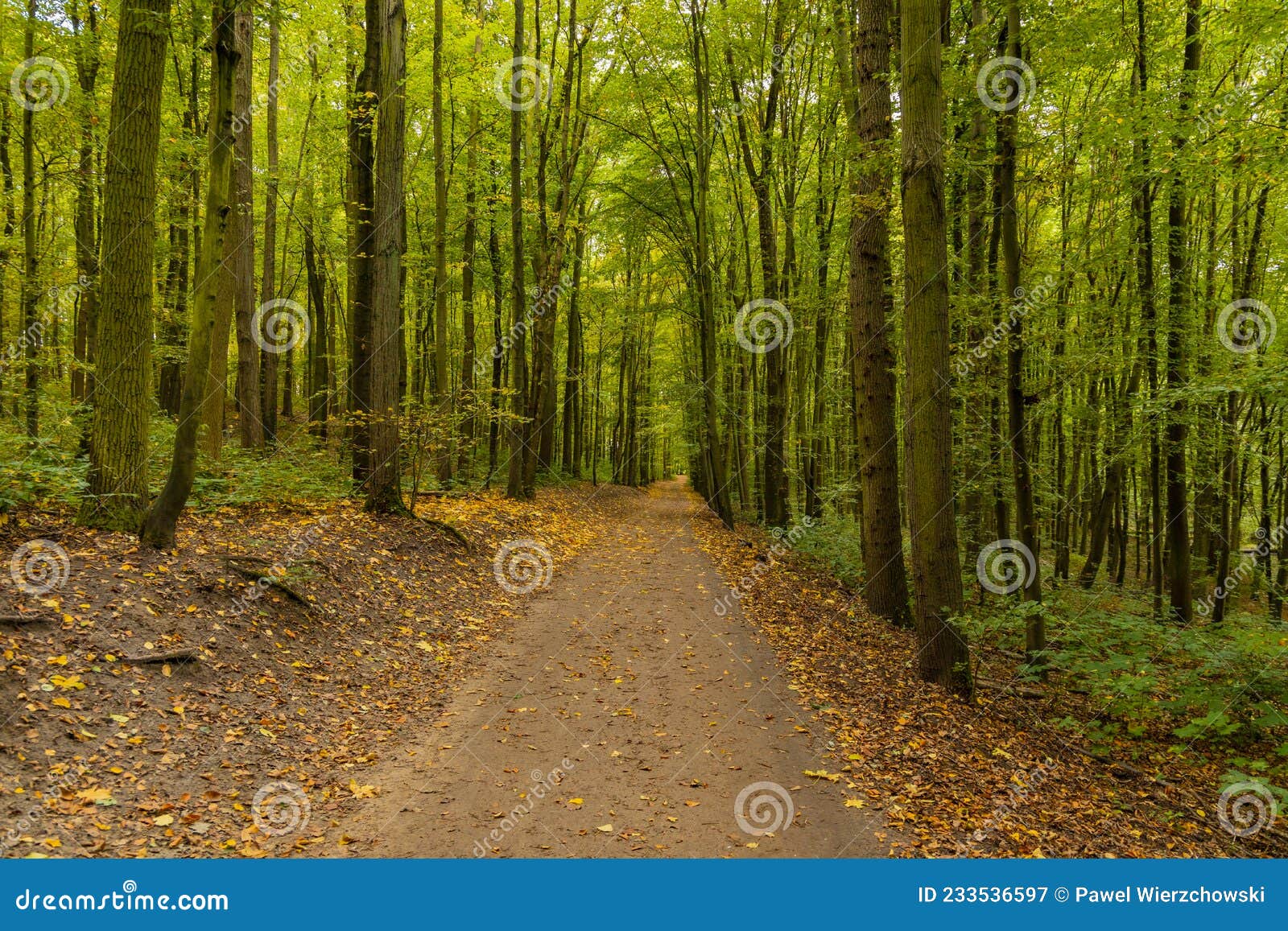 Long Empty Path in Park between High Thin Trees Stock Image - Image of ...