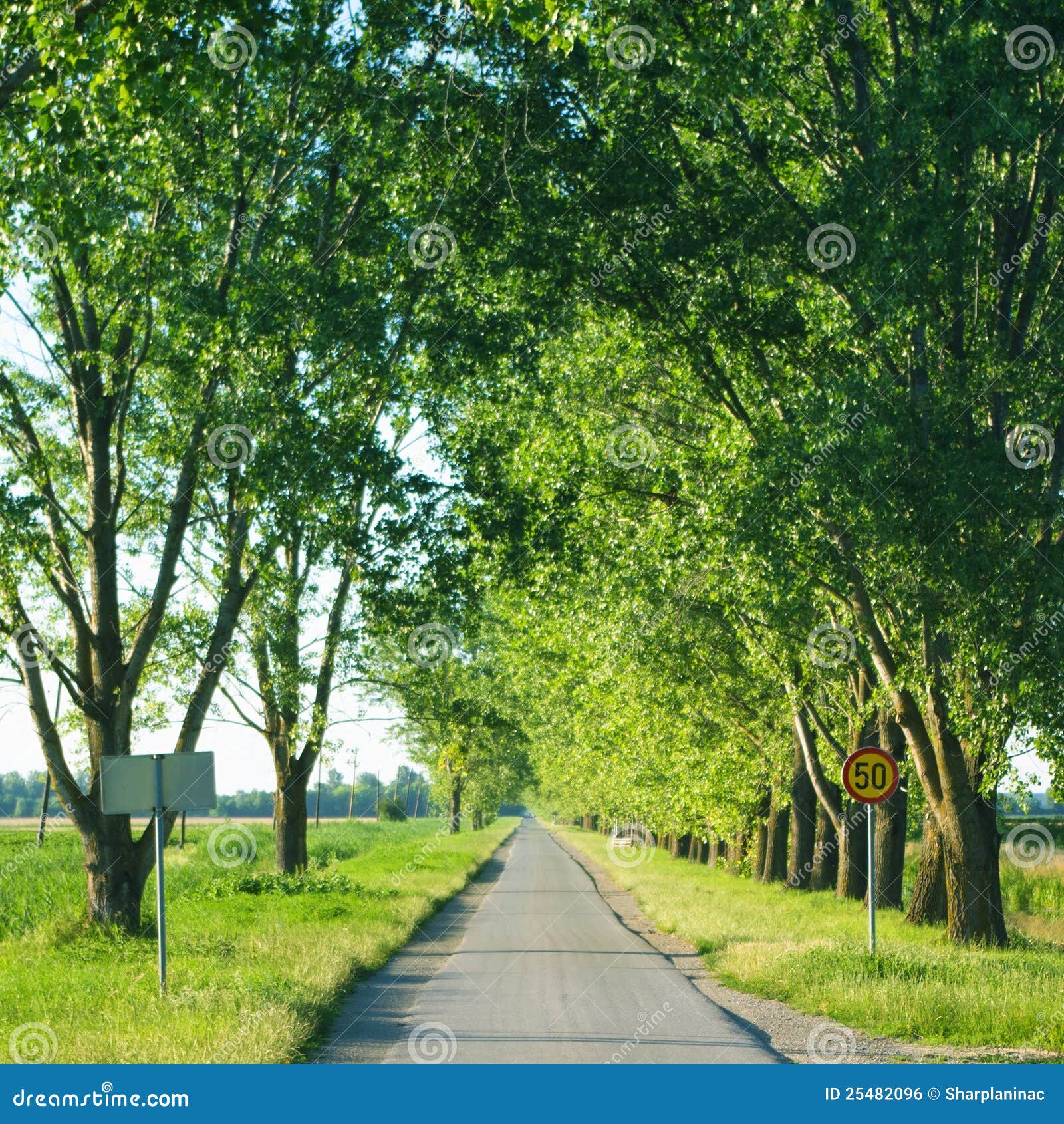 Long empty rural road stock photo. Image of forest, long - 25482096