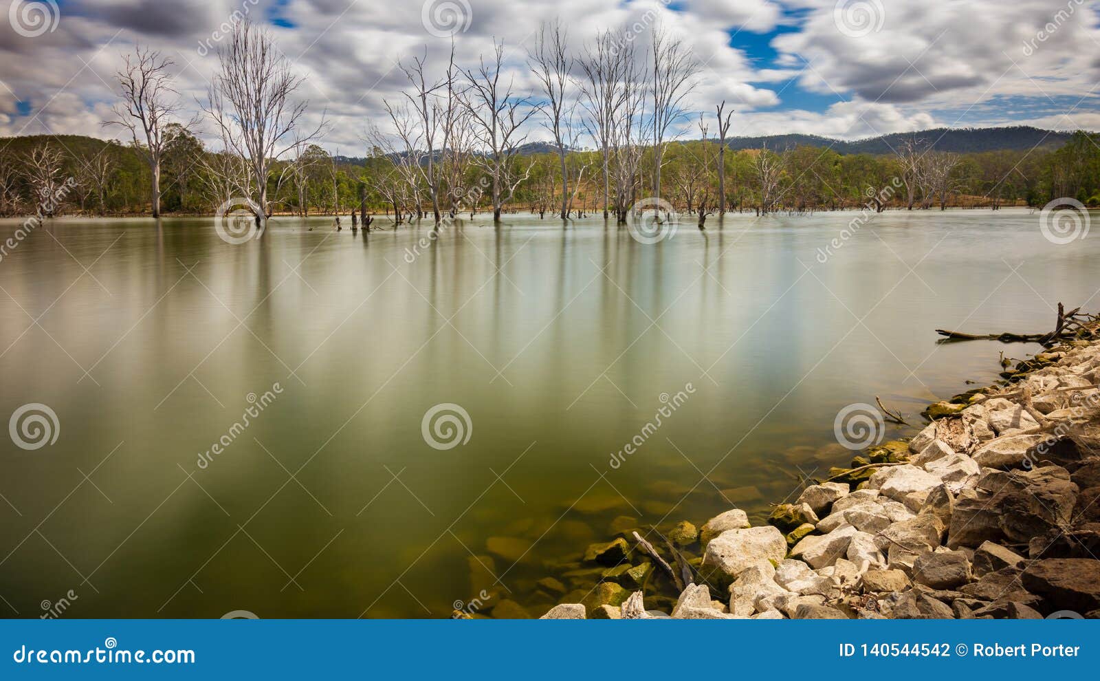 Dead Trees in a Lake stock photo. Image of plants, blue - 140544542