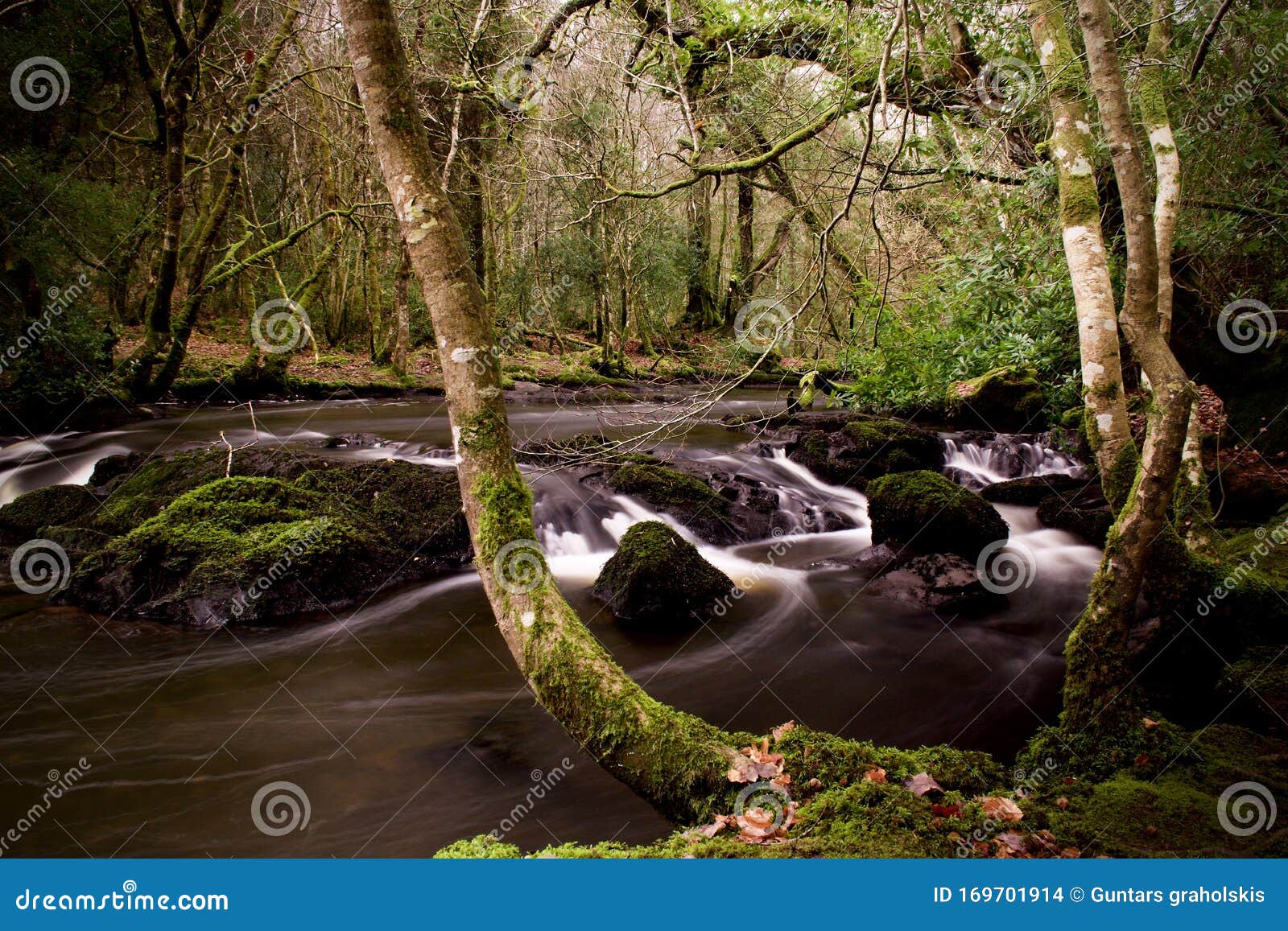Long Exposure of Forest River Stock Photo - Image of cavan, river ...