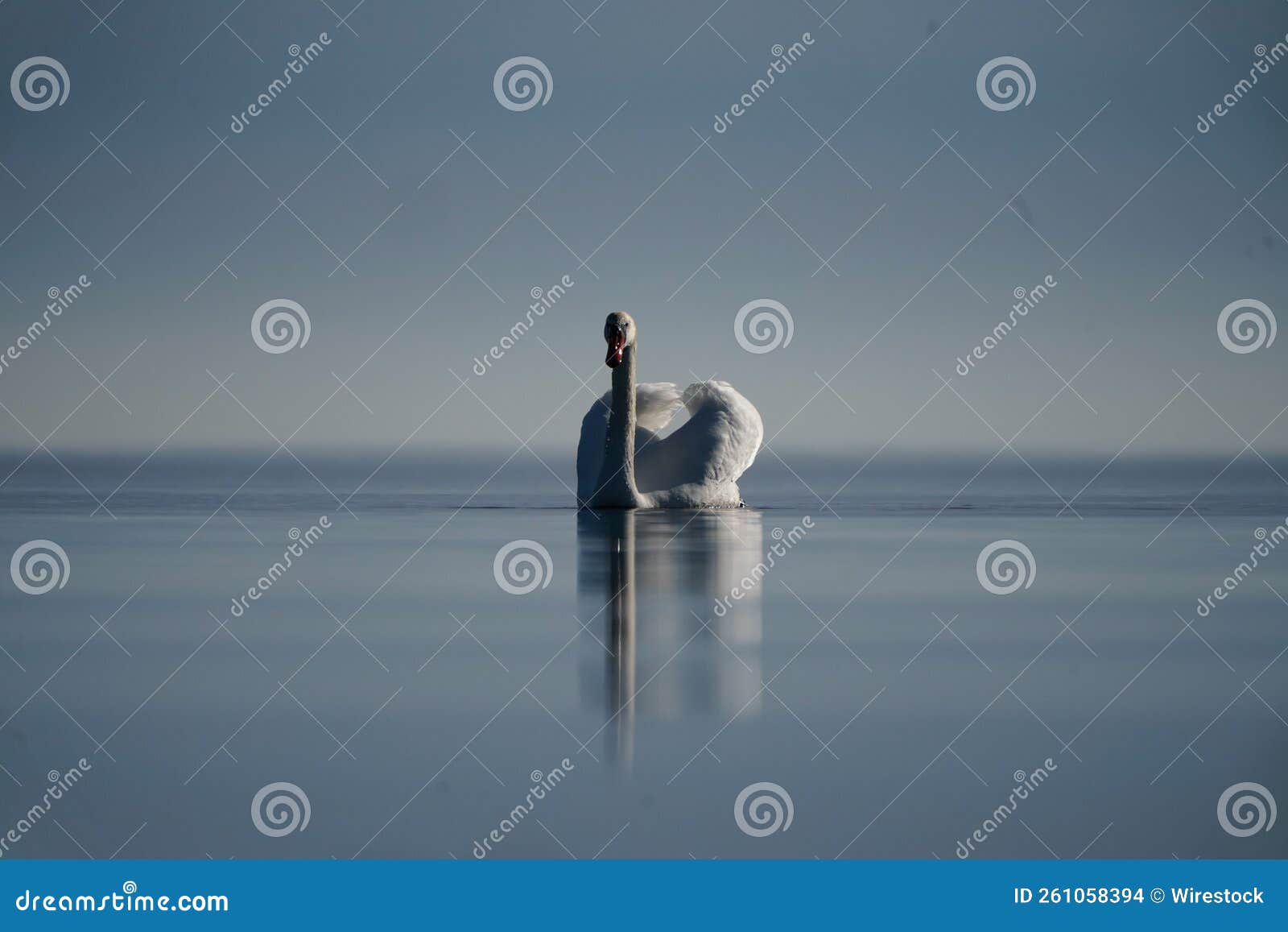 Long Exposure of a Mute Swam Bird on the Sea Stock Photo - Image of ...
