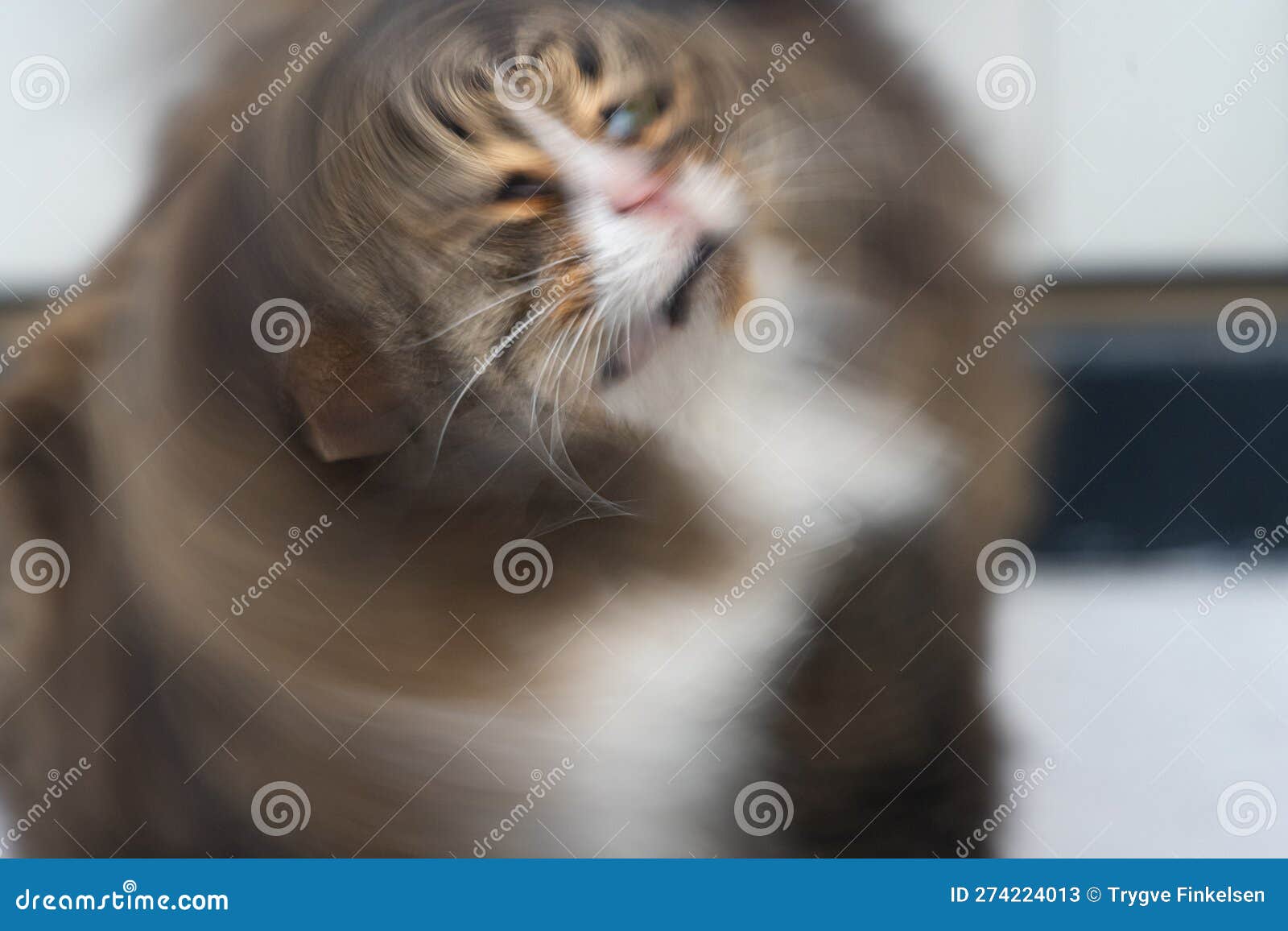Long Exposure Photo of a Norwegian Forest Cat Shaking Its Head.. Stock ...