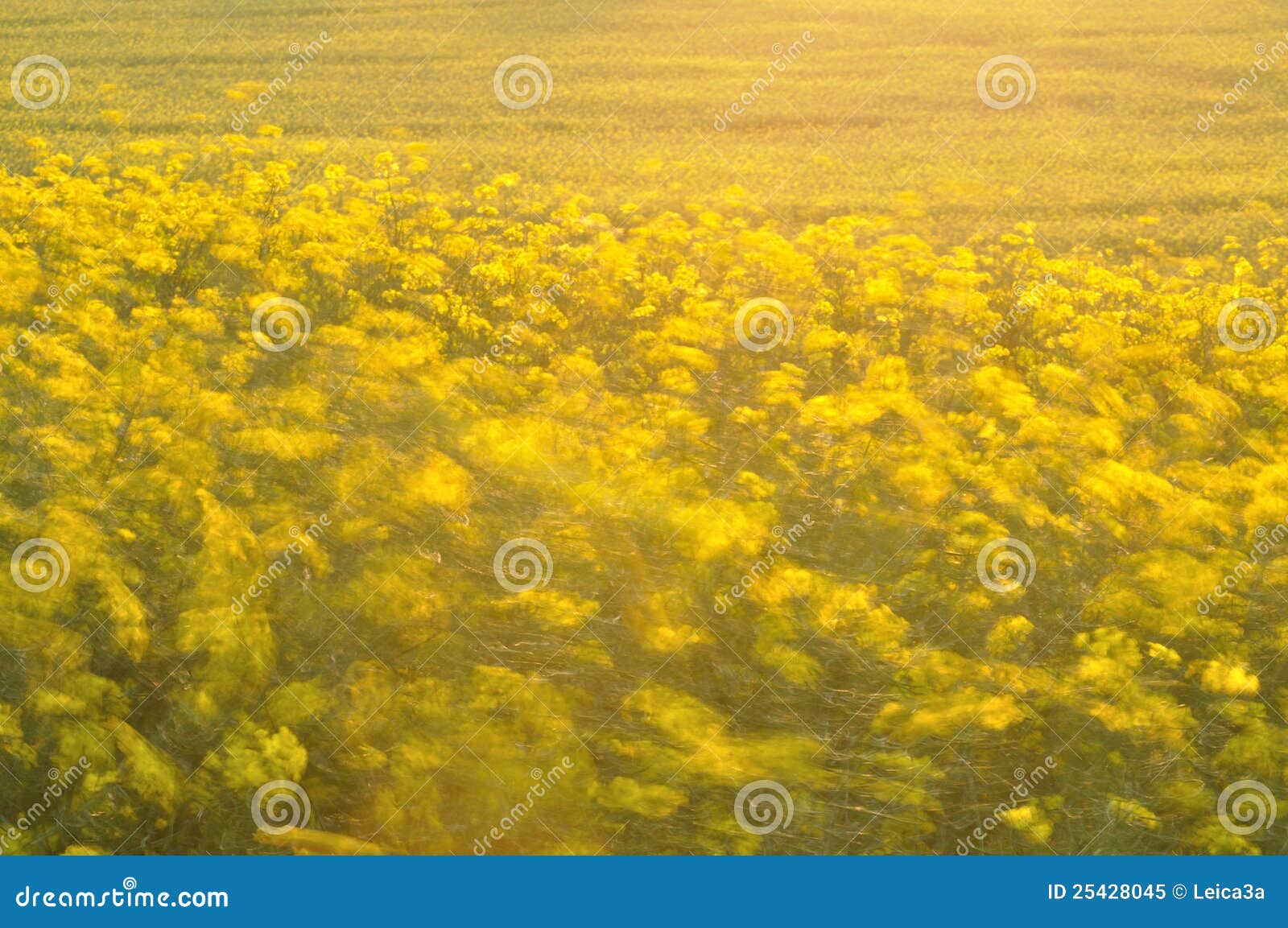 A Long Exposure Photo of Yellow Flowers Stock Image - Image of blur ...