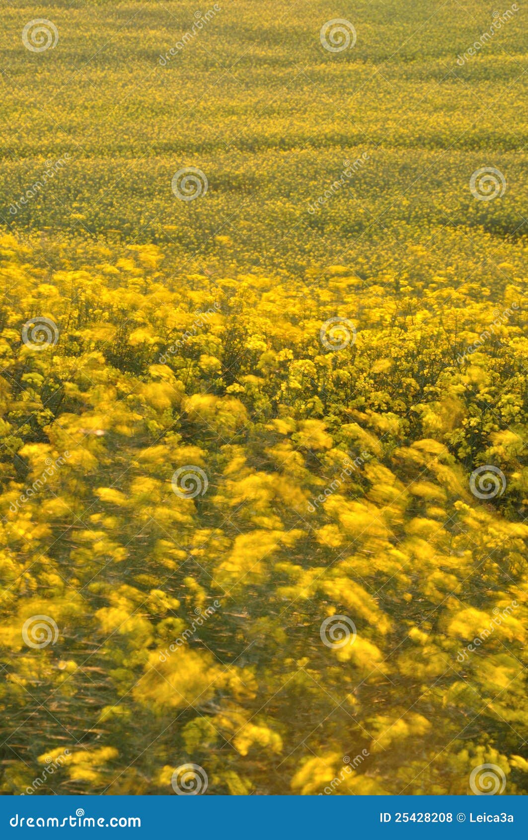 A Long Exposure Photo of Yellow Flowers Stock Photo - Image of exposure ...