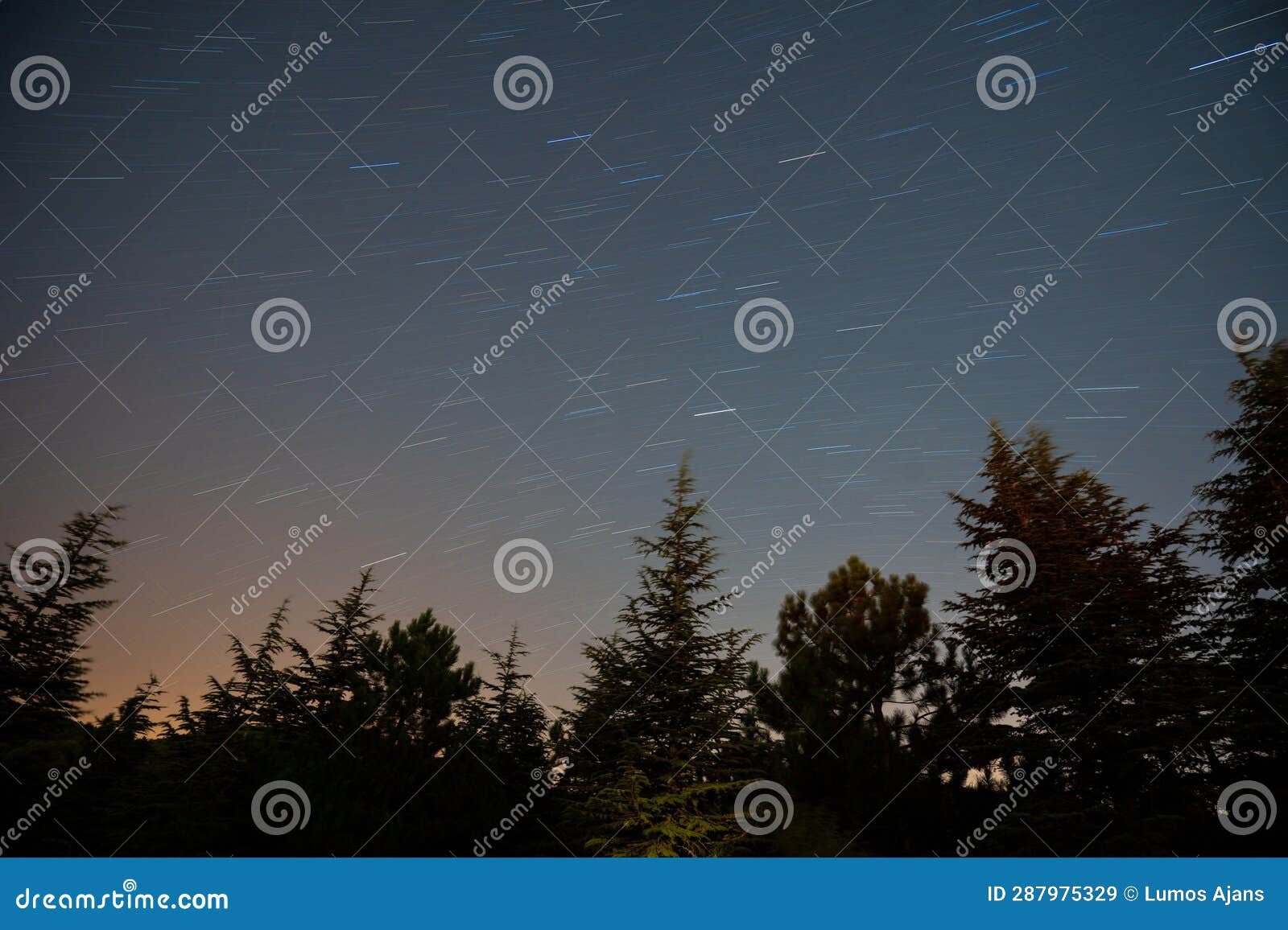 Long Exposure of Pine Trees in Starry Night Stock Image - Image of cosmos, space: 287975329