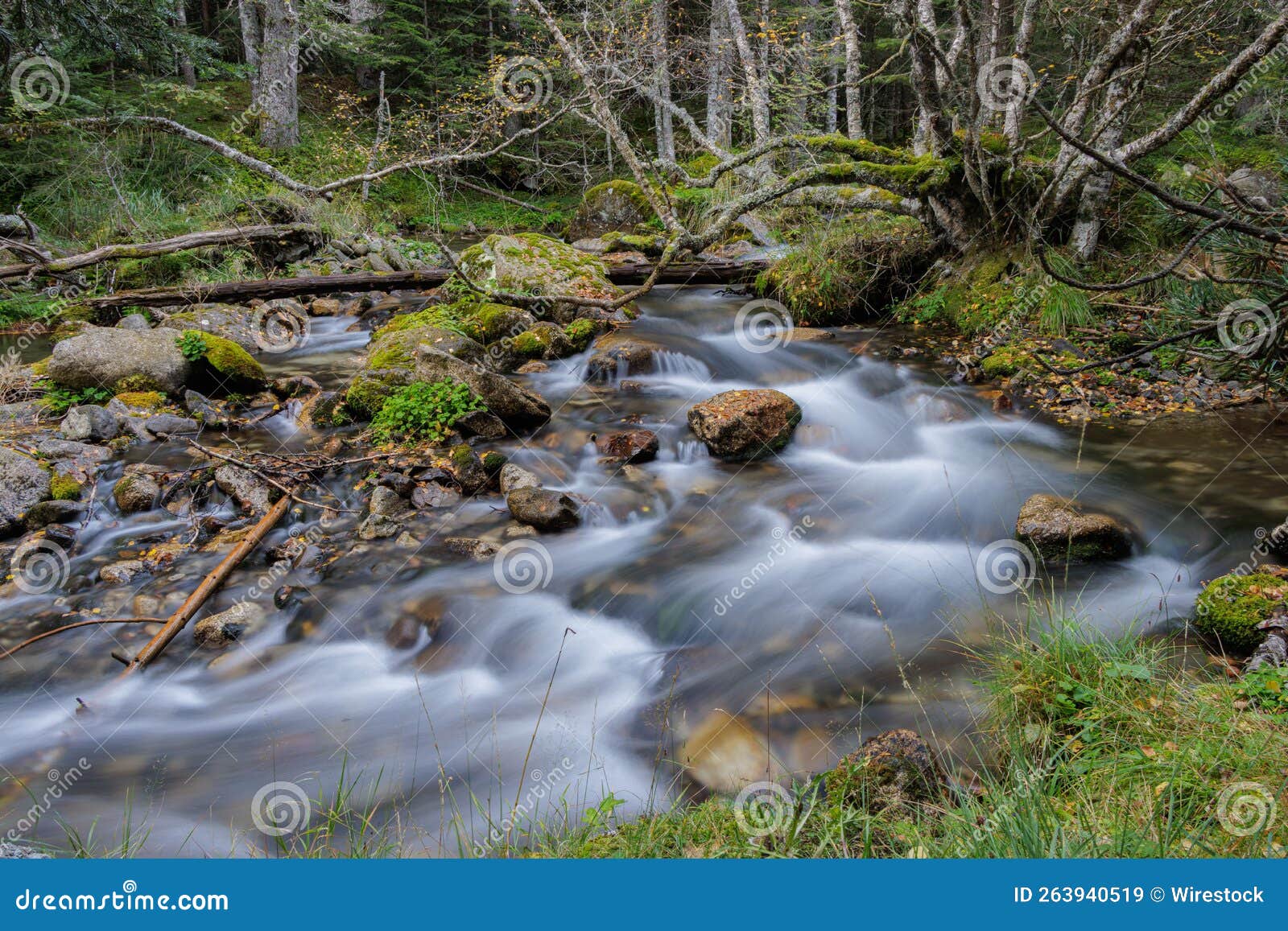 Long Exposure of a River in a Forest Stock Image - Image of landscape ...