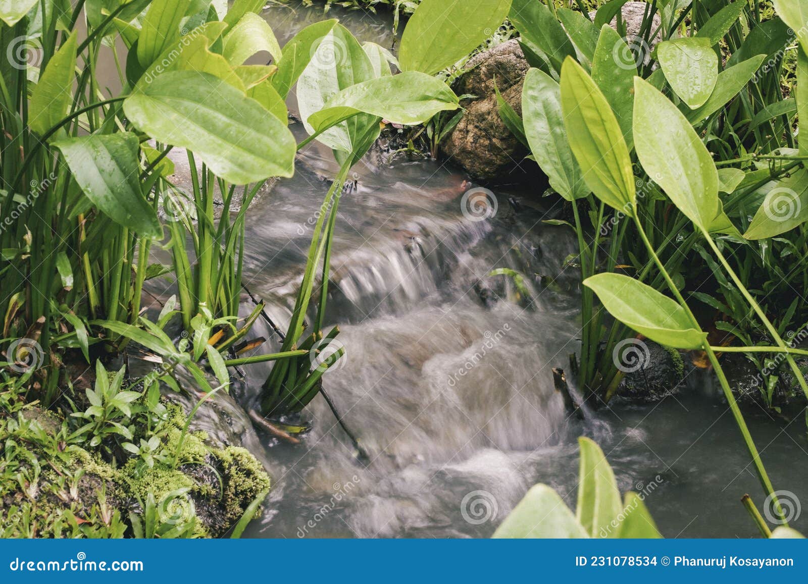 River and plants stock photo. Image of long, plant, garden - 231078534