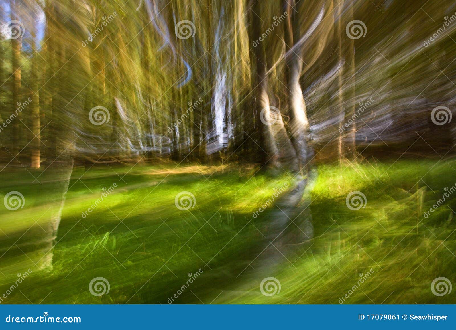 Long Exposure Shot of a Forest Stock Image - Image of moved, beauty ...