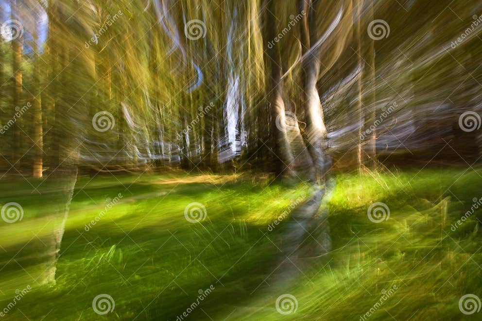 Long Exposure Shot of a Forest Stock Image - Image of moved, beauty ...