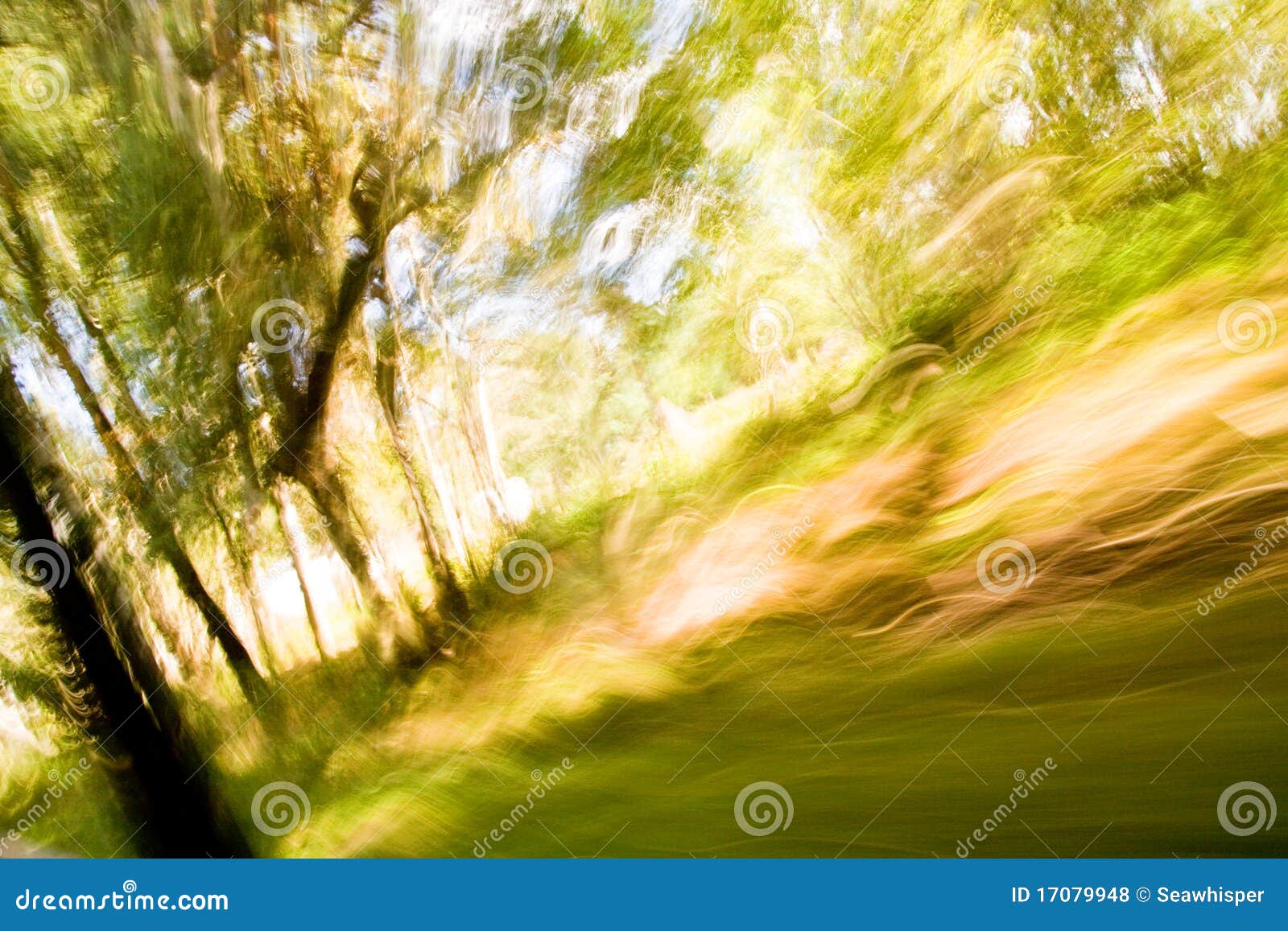 Long Exposure Shot of a Forest Stock Photo - Image of grass, background ...
