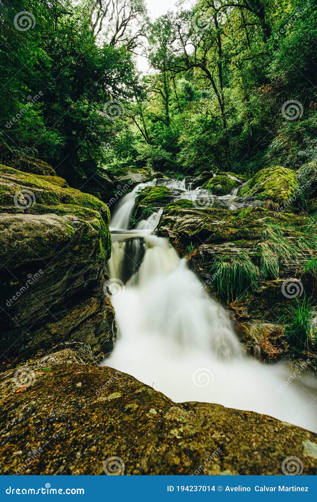 Long Exposure Shot of a River in the Middle of a Green Forest Stock ...