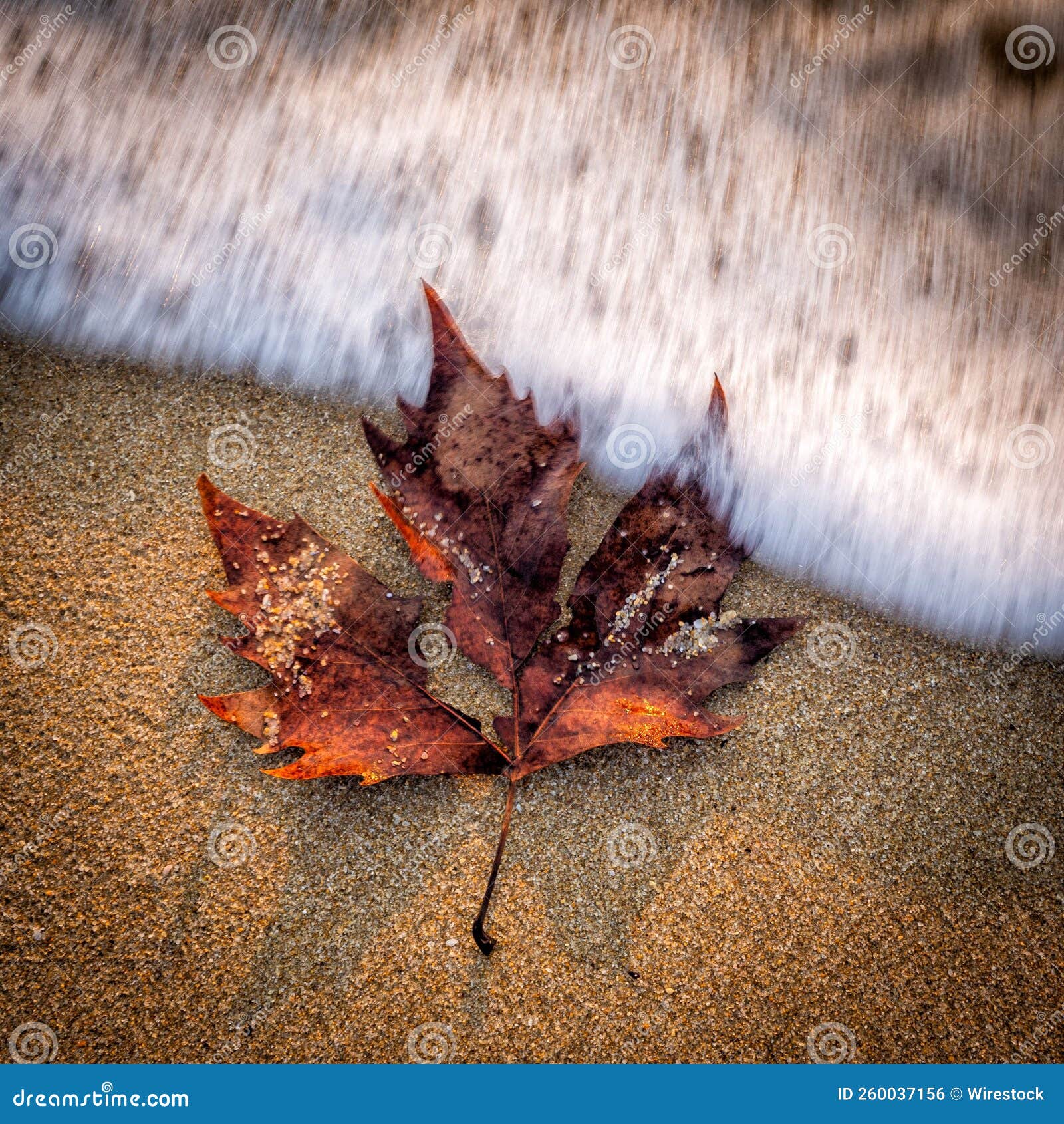 Long Exposure Shot of Sea Waves Splash Over a Maple Tree Leaf on a ...