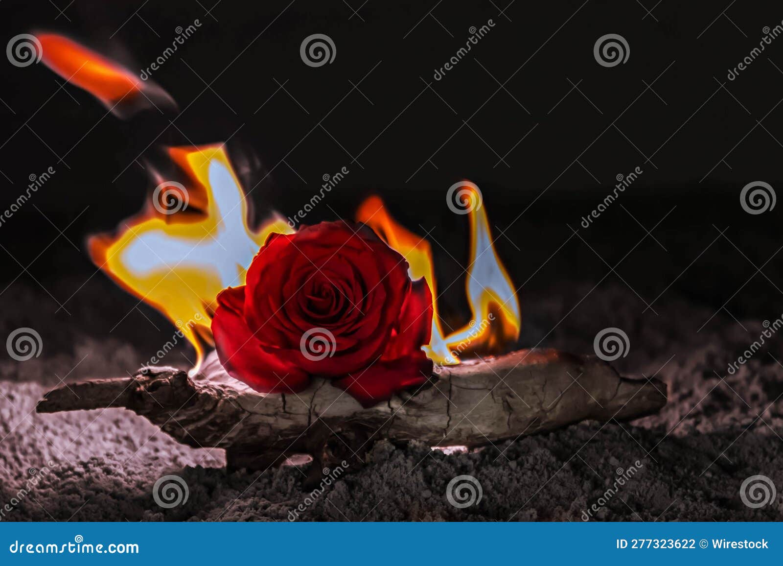 Red rose with flames stock photo. Image of texture, nature - 277323622