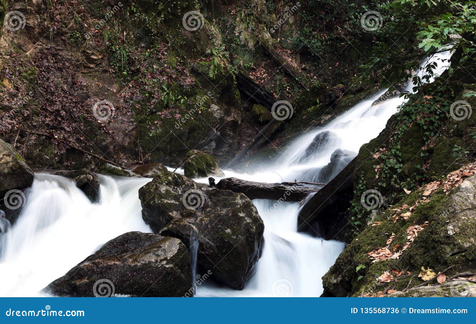 Long Exposure Stream in a Jungle Stock Photo - Image of white, dark ...