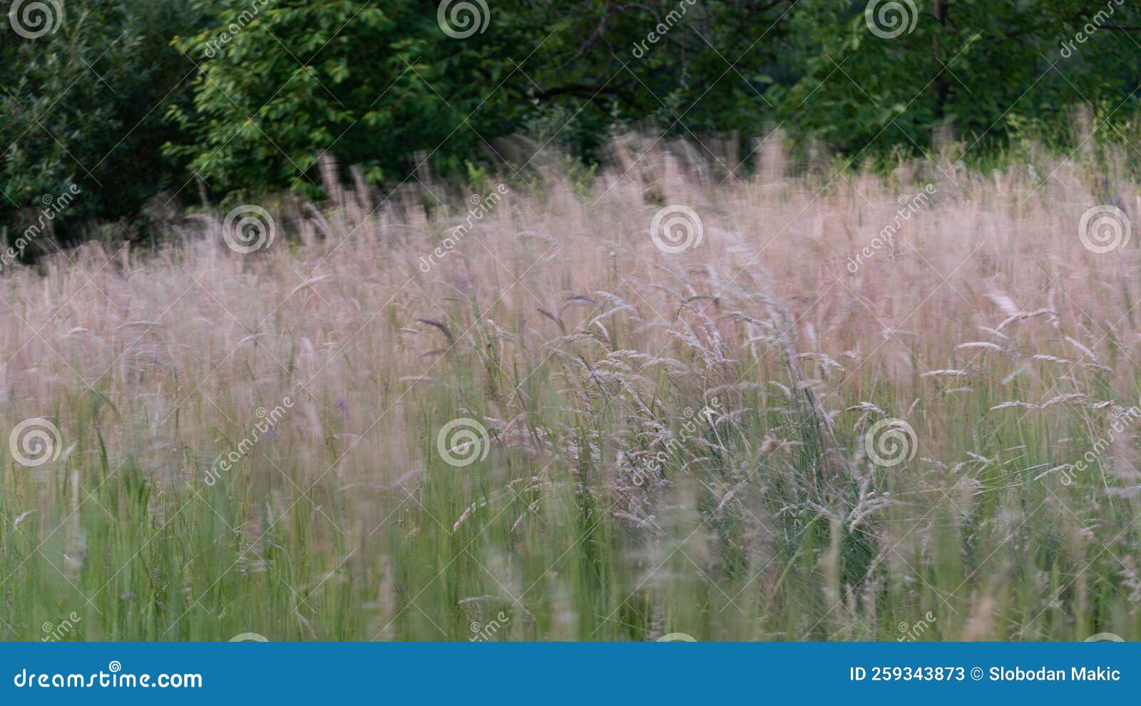 Long Exposure of Tall Grass Moving in Wind Stock Image - Image of flora ...