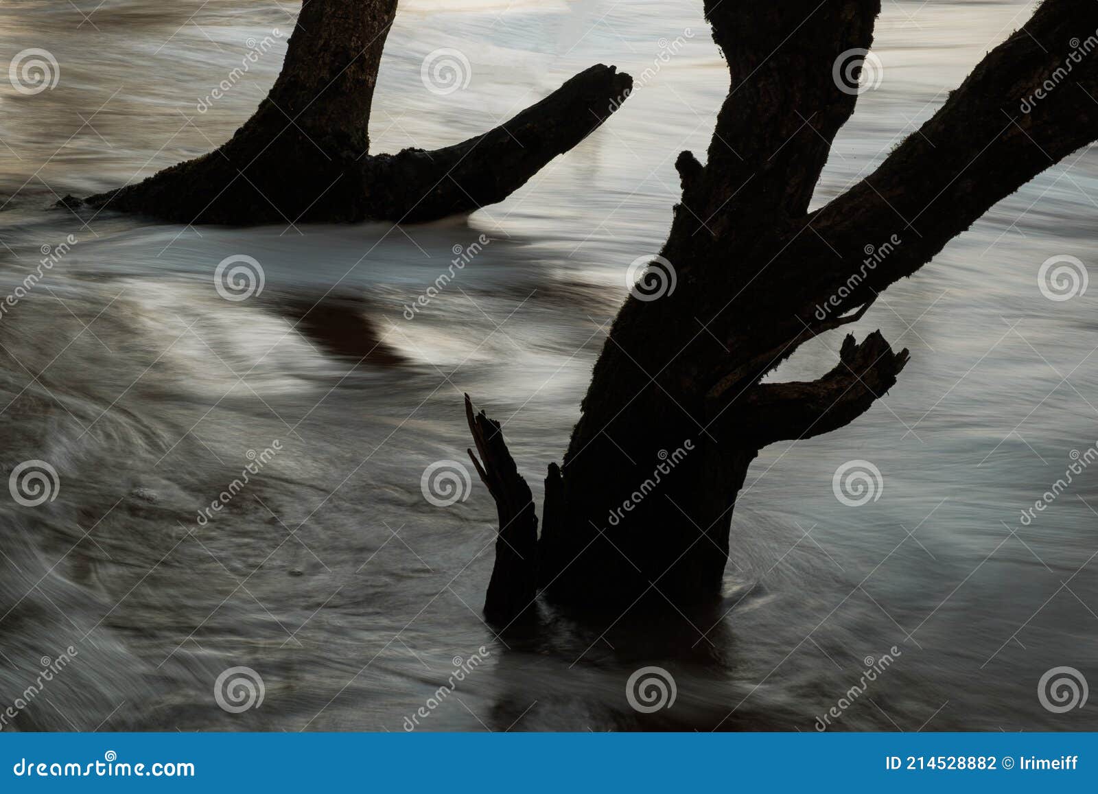 Long Exposure of Tree Trunks in Water Stock Photo - Image of nature ...