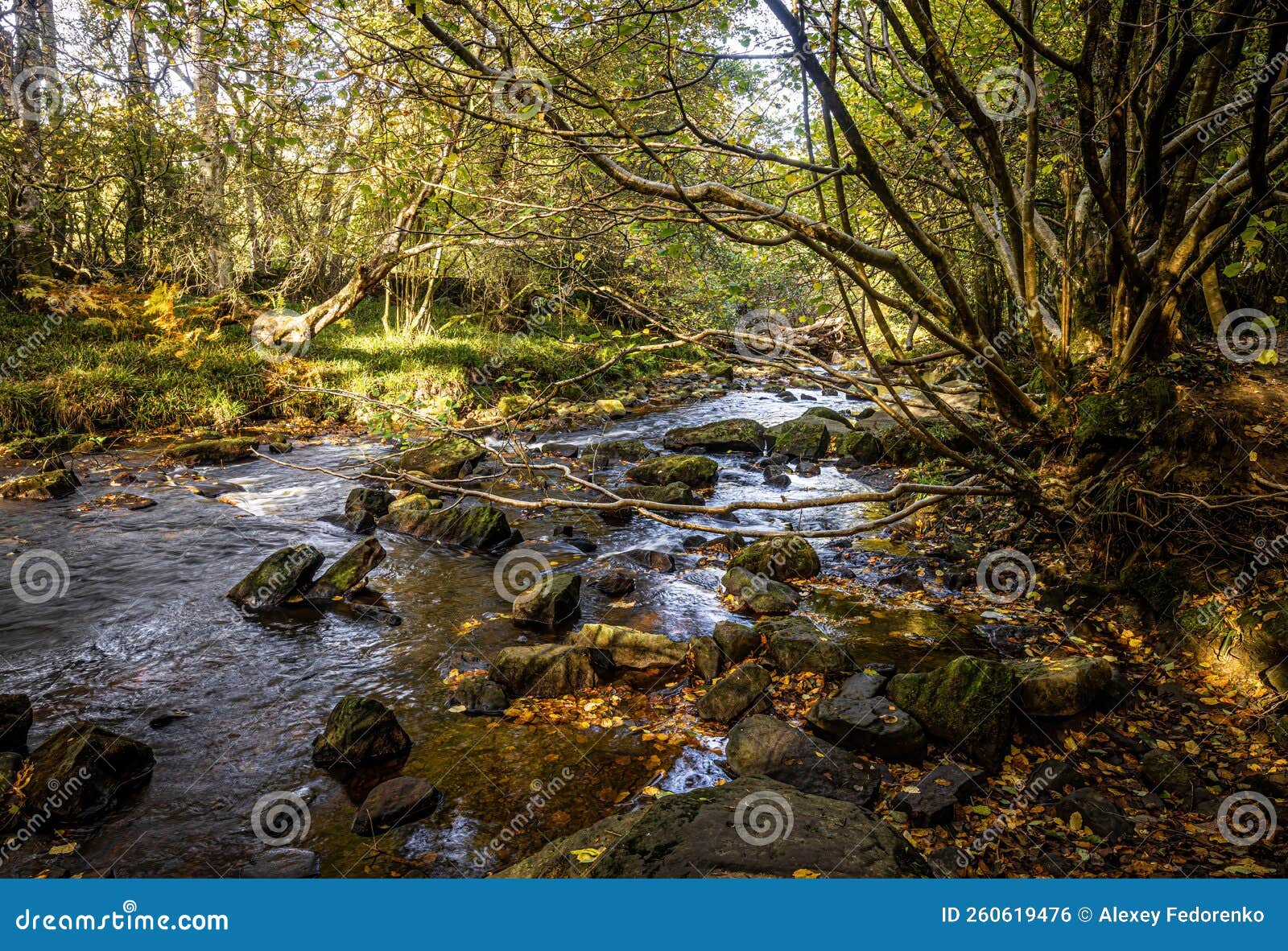 Long Exposure View of the Autumn Forest Stock Photo - Image of park ...