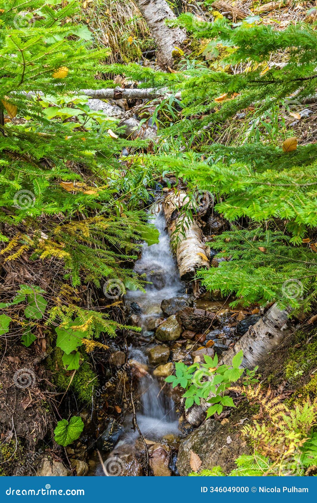 A View from the Path Down a Stream in the Forest Above the Corner Brook ...