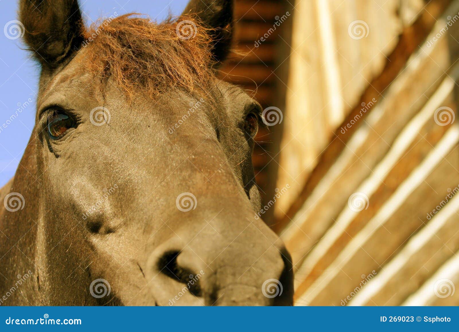 Long face of a horse stock image. Image of hair, barn, ride - 269023