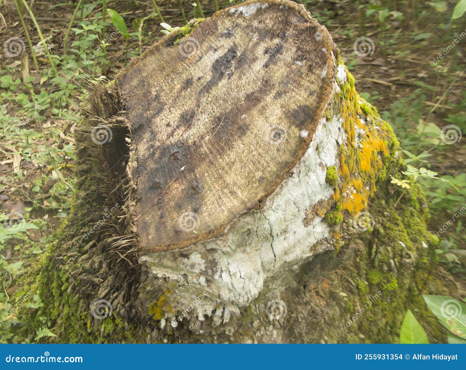 Long Fallen Coconut Tree Trunk Stock Photo - Image of nature, soil ...