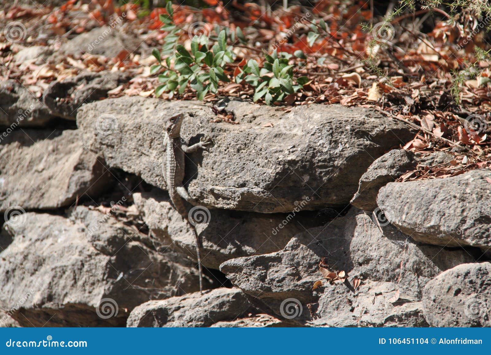 Lizard Climb on a Rock stock photo. Image of nature - 106451104