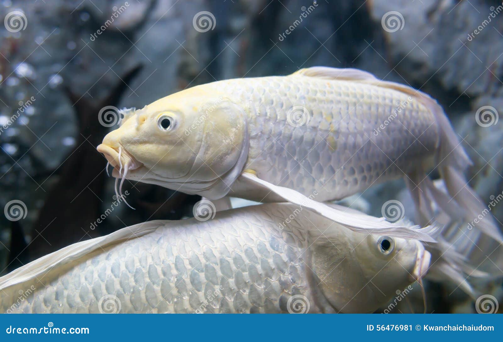 Long fin fancy carp fish stock image. Image of outdoor - 56476981