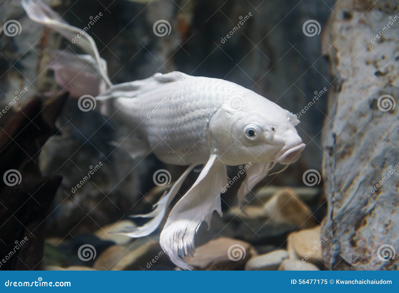 Long fin fancy carp fish stock image. Image of pool, hobby - 56477175