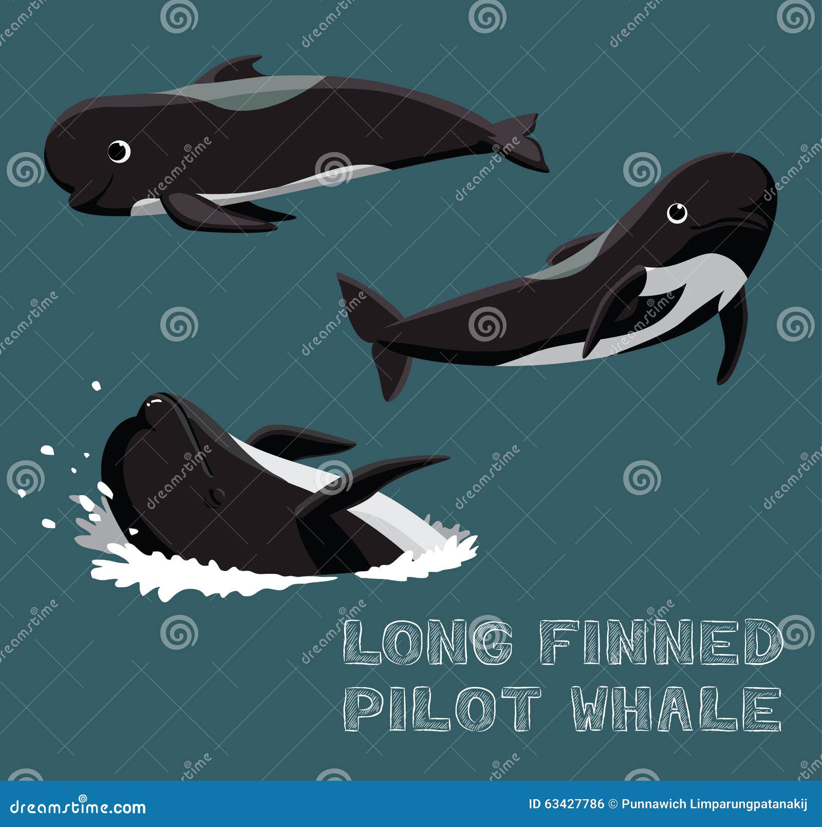 Long Finned Pilot Whale, Vintage Illustration | CartoonDealer.com ...