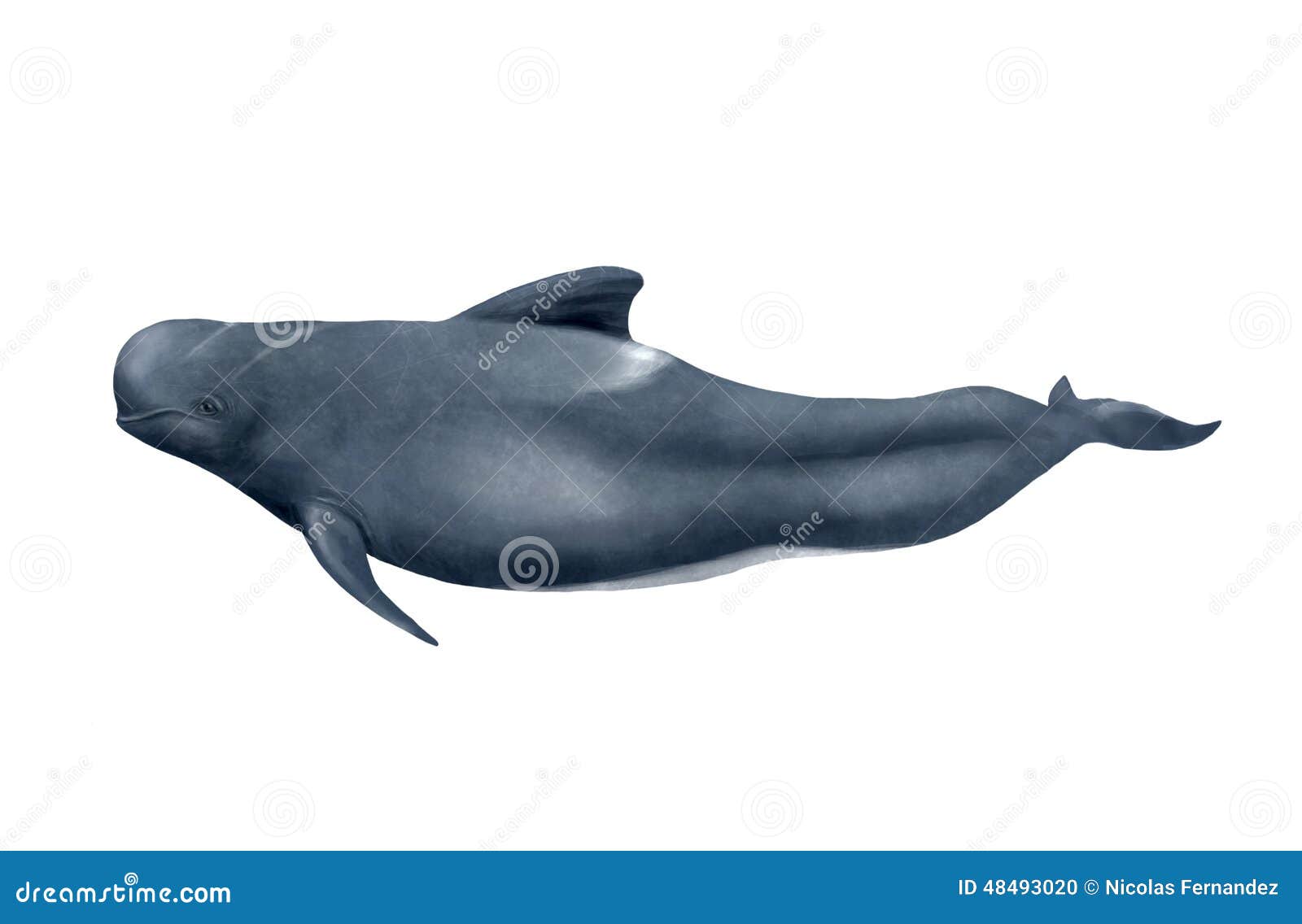 Long-finned pilot whale stock illustration. Illustration of head - 48493020