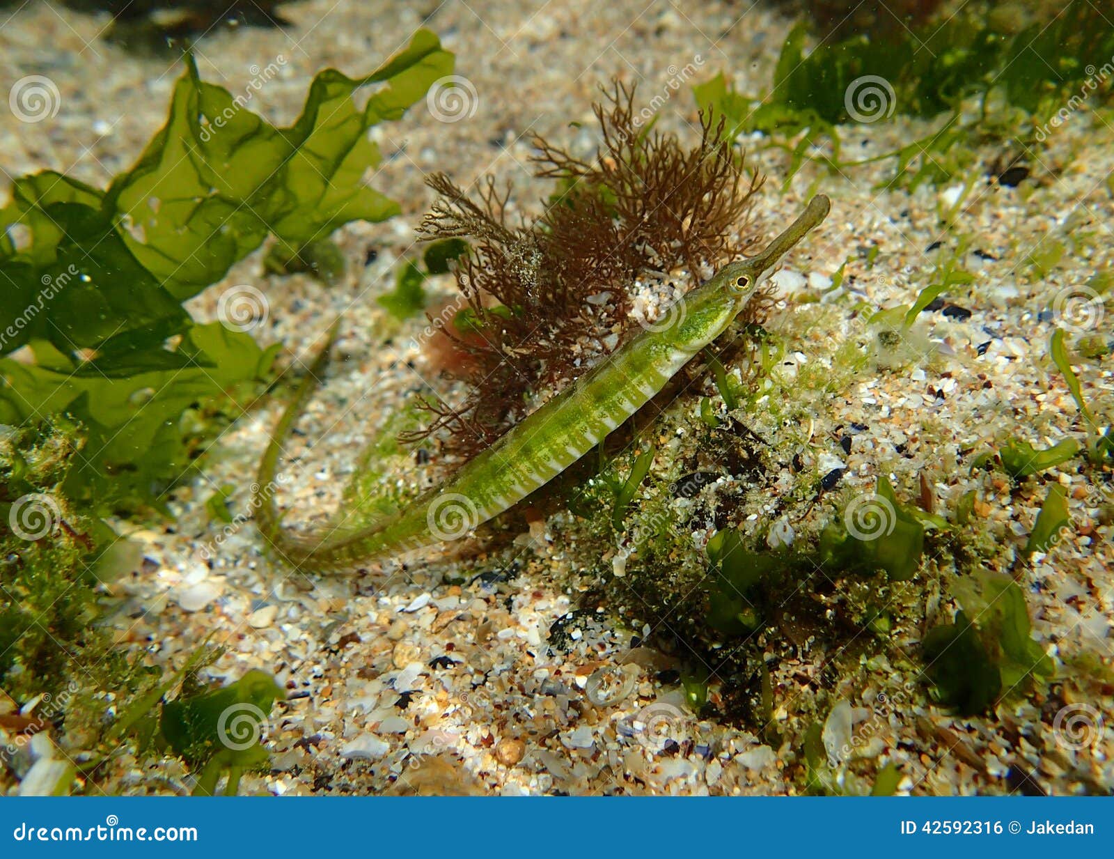 Long fish and alga stock photo. Image of botanical, marine - 42592316