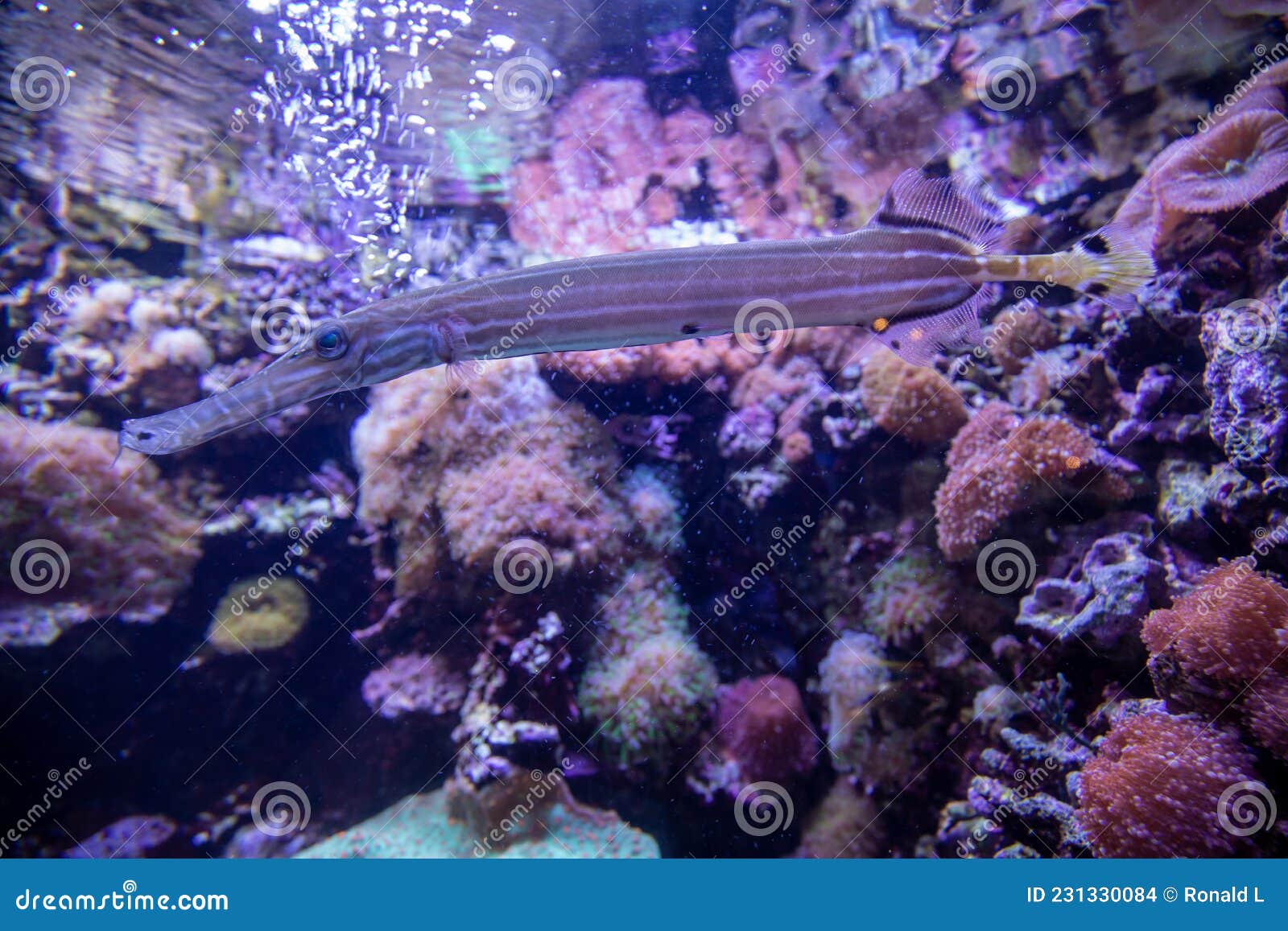 A Long Fish in Aquarium Close Up. Stock Photo - Image of panorama ...