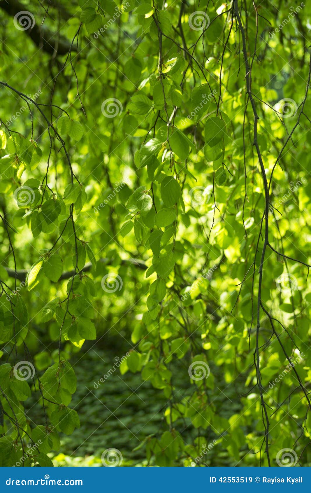 Long, flexible tree branch stock image. Image of freshness - 42553519