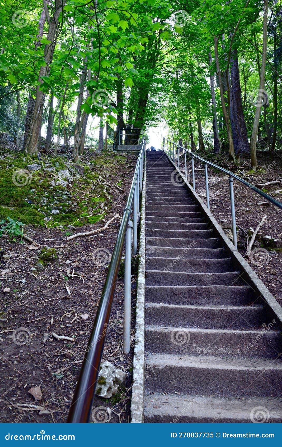 Long Flight of Steps into the Light Stock Image - Image of woods, long ...