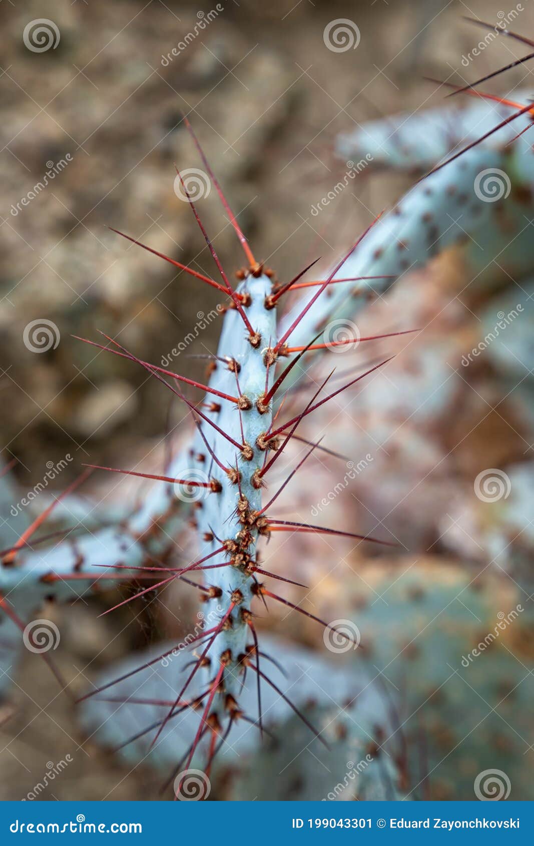 Long Flower Thorns of a Cactus. Close View Stock Image - Image of long ...