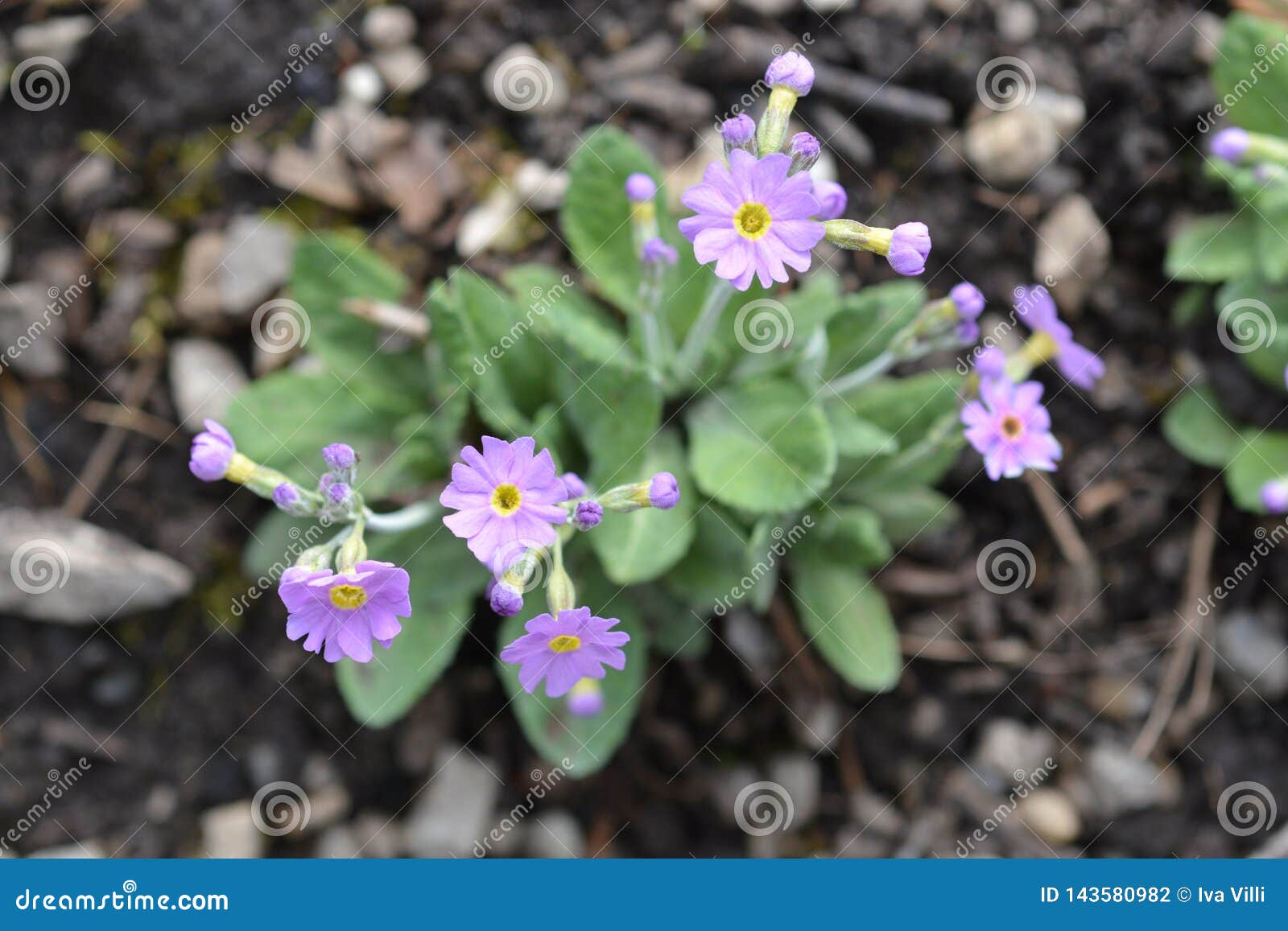 Long-flowered primrose stock photo. Image of plant, outdoors - 143580982