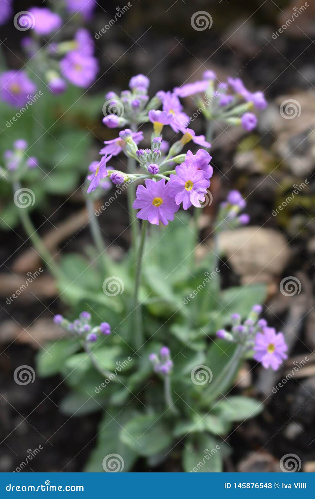 Long-flowered primrose stock photo. Image of early, long - 145876548