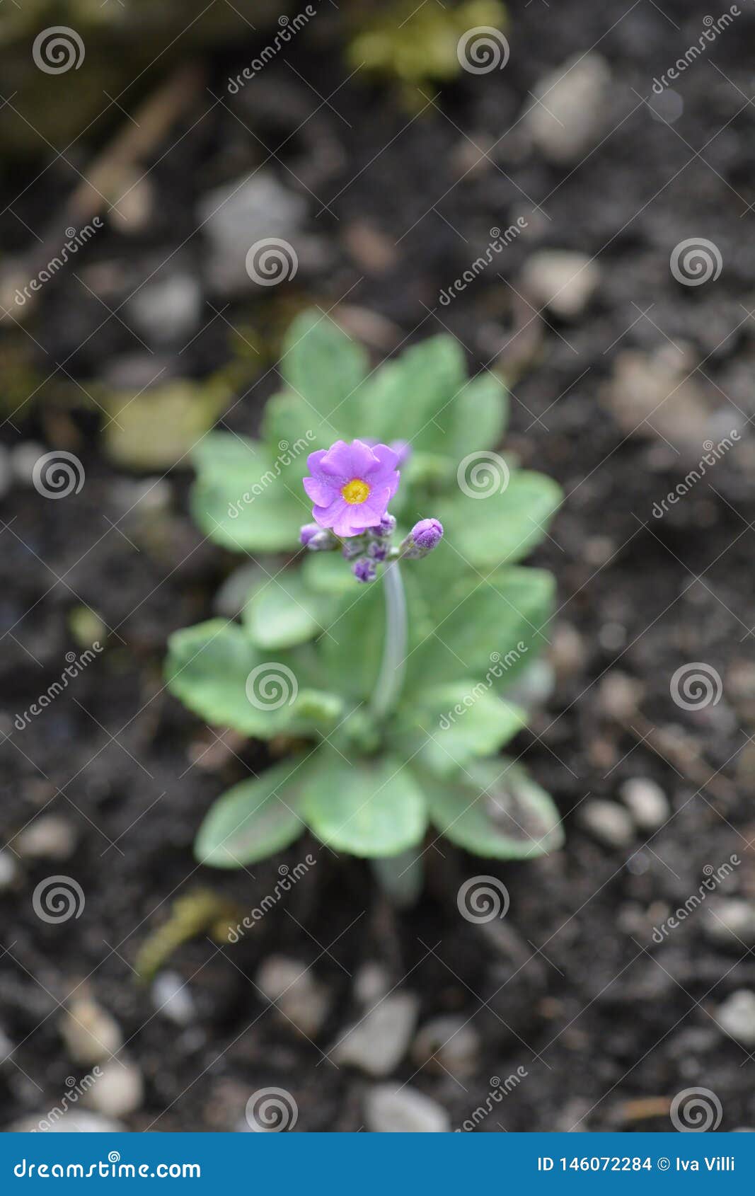 Long-flowered primrose stock photo. Image of outdoors - 146072284